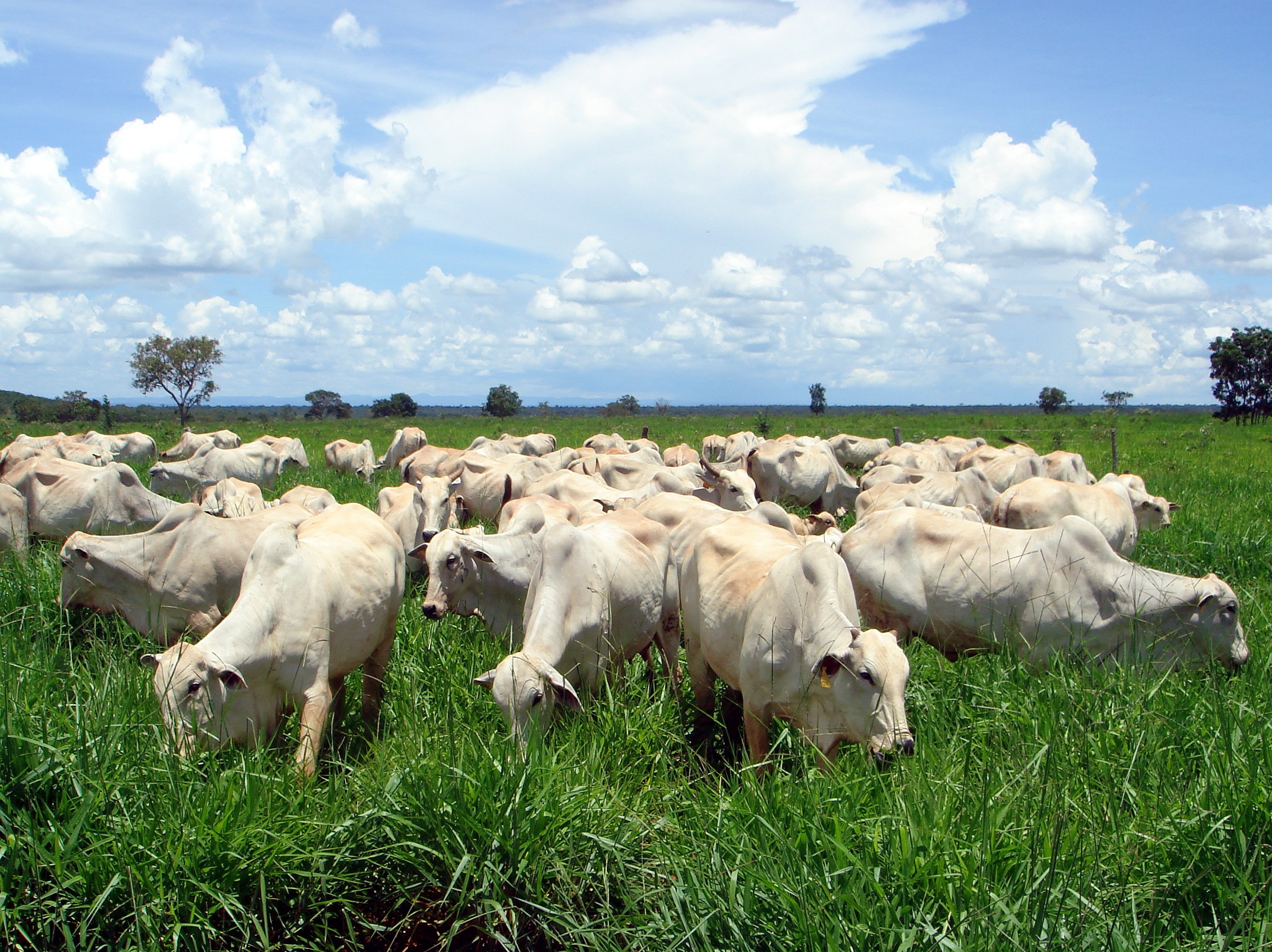 Arquivos gado - Blog MF Rural