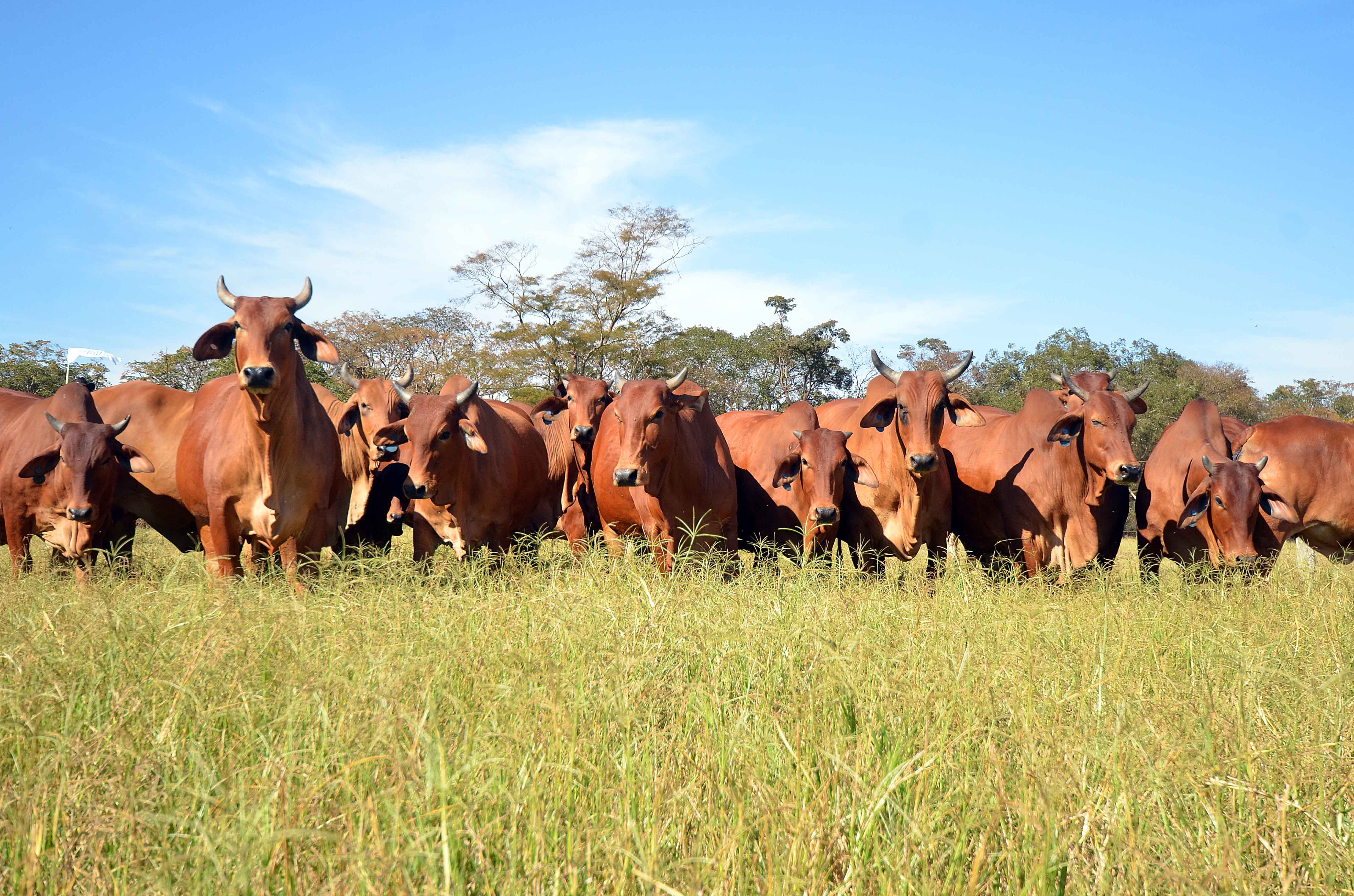 Raça Sindi - Conheça a história e características - MF Magazine