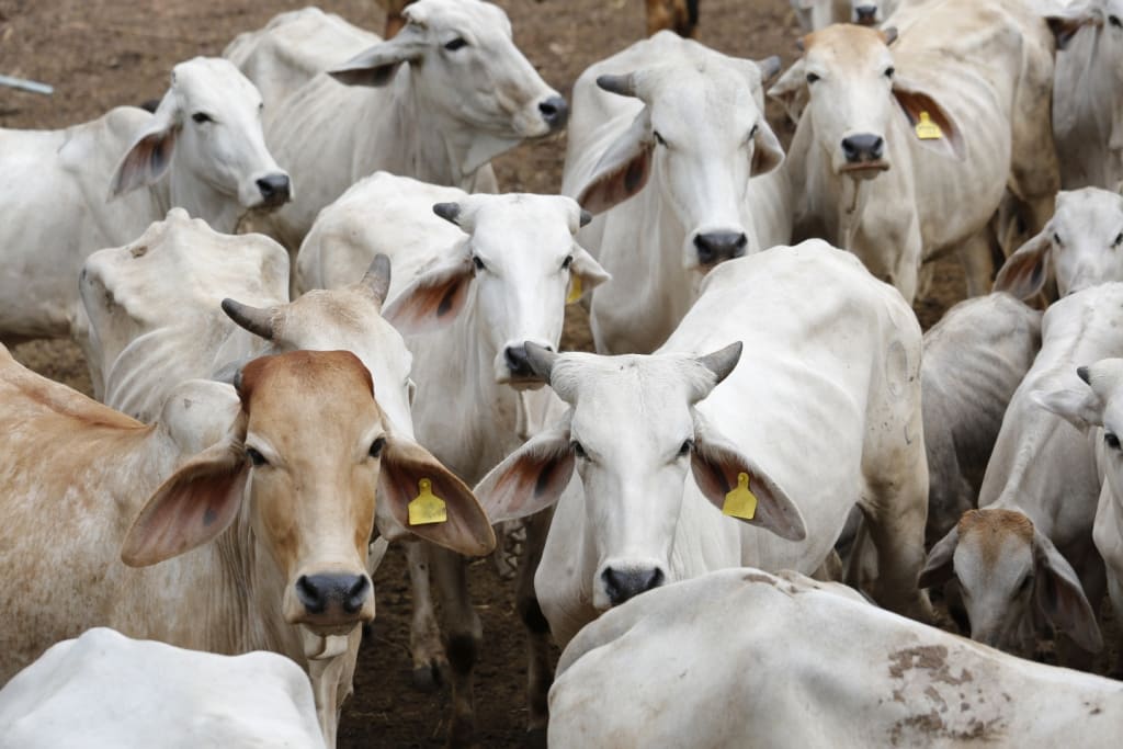 Conheça 6 dicas para negociar o preço do gado - MF Magazine - A revista ...