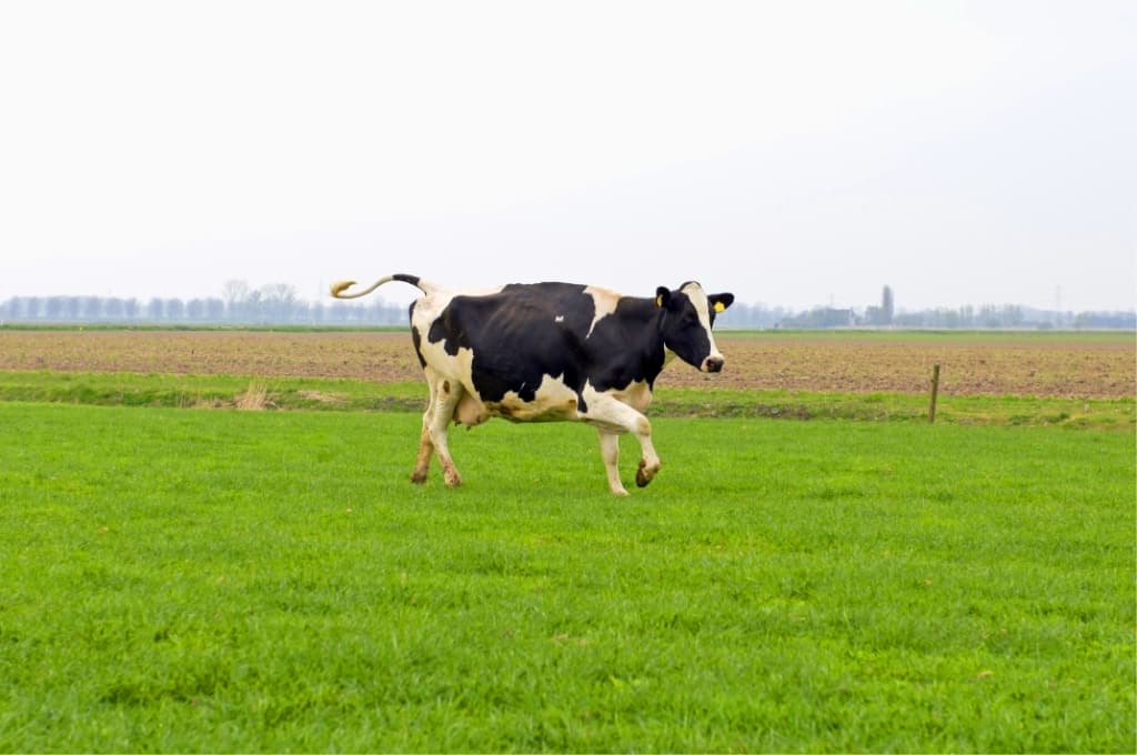 vaca feliz - MF Magazine