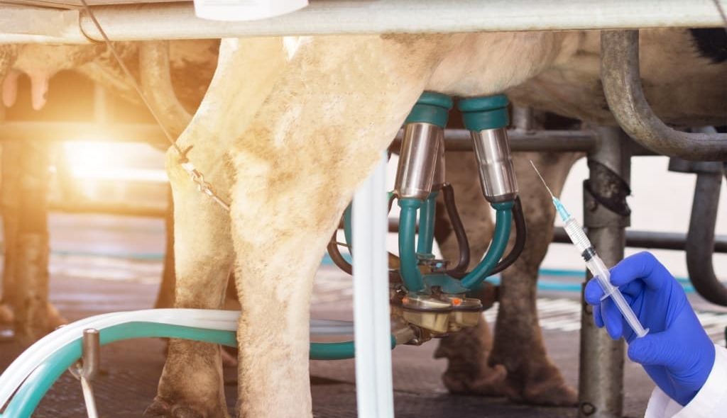 Quais são os tratamentos para mastite bovina - MF Magazine