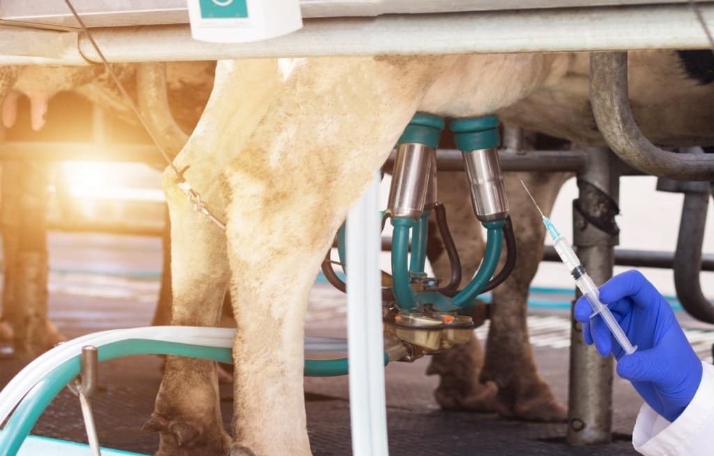 Quais são os tratamentos para mastite bovina - MF Magazine
