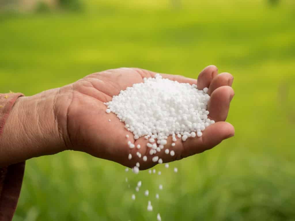Como utilizar corretamente a uréia na adubação? - MF Magazine