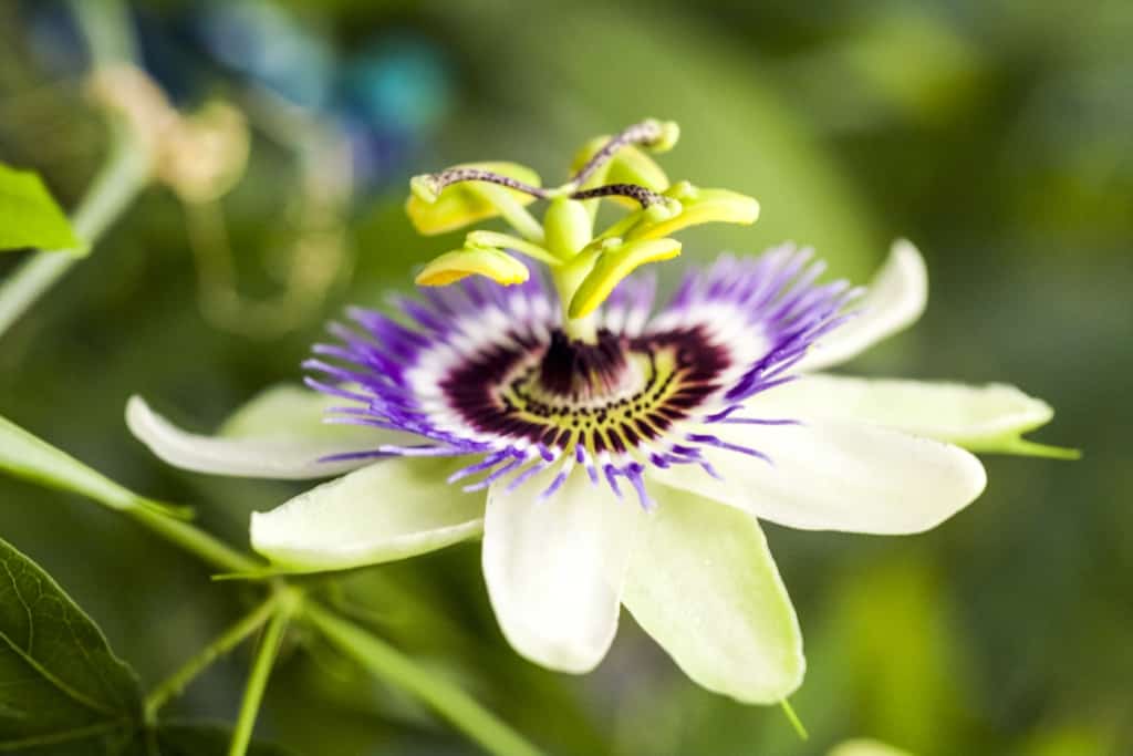 Passiflora: o poder calmante e terapêutico desta planta brasileira