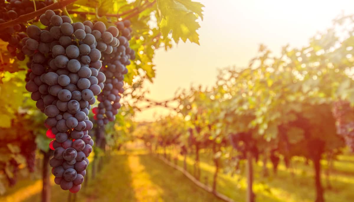 Plantando Sementes De Uva Sementes De Uva Do Japão | Armazém Da