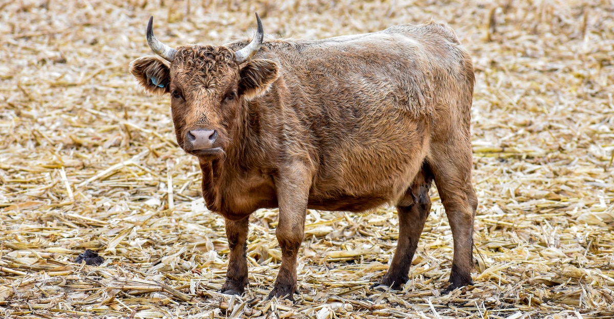 Como criar mini vacas e suas vantagens - MF Magazine