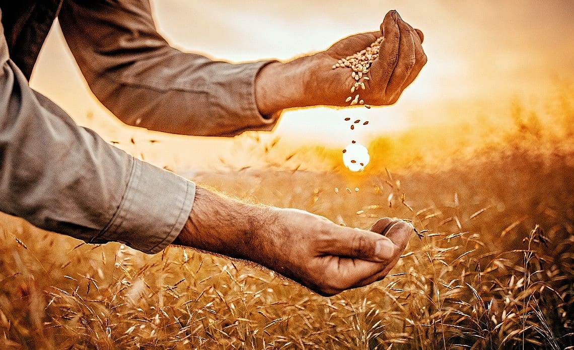 Safra, entressafra e safrinha: entenda as diferenças - MF Magazine