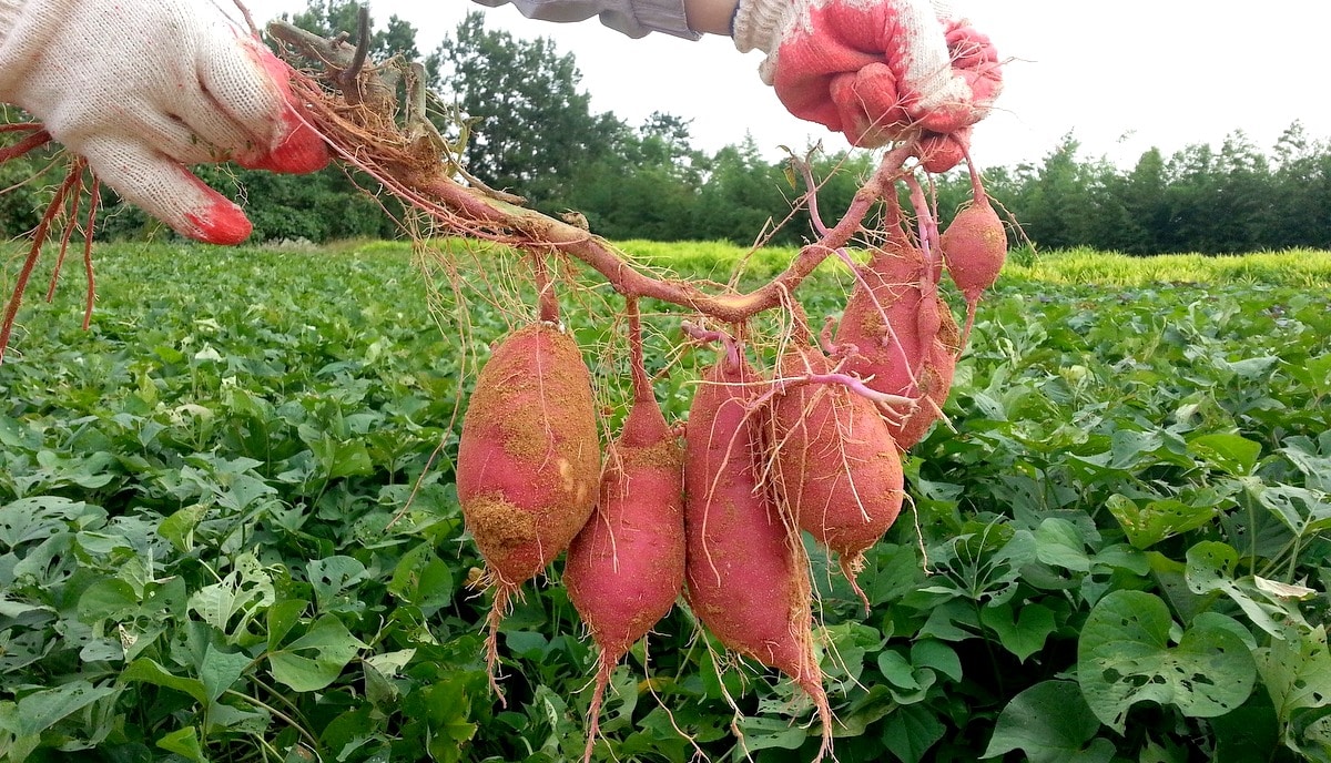 Batata-doce: saiba como plantar e quais seus benefícios - MF Magazine