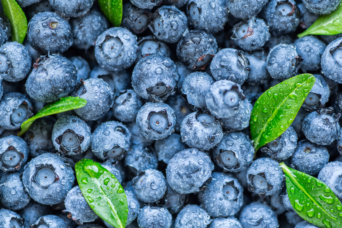 Mirtilo: conheça essa fruta, seus benefícios e como plantar - MF Magazine