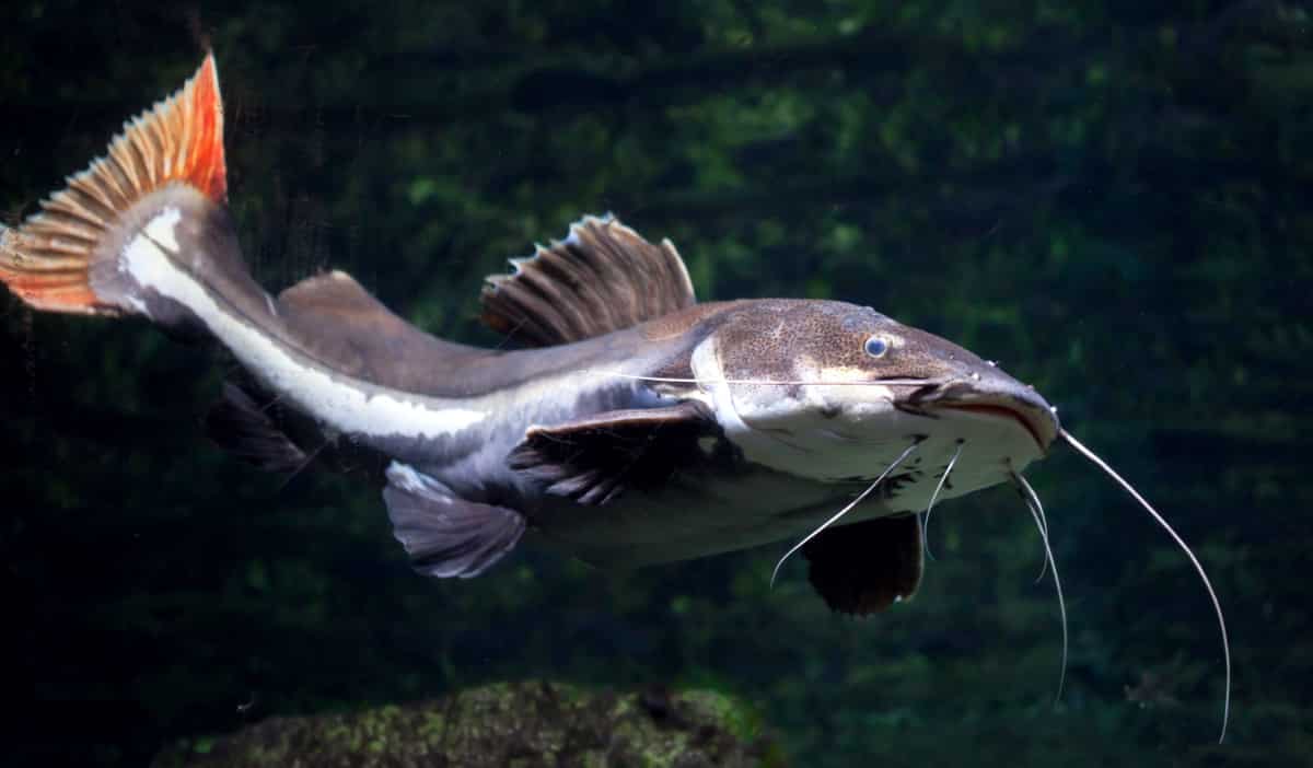 Pirarara: tudo sobre essa espécie de peixe - MF Magazine