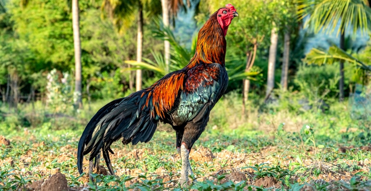 Galo Índio Gigante: características e como criar essas aves - MF Magazine