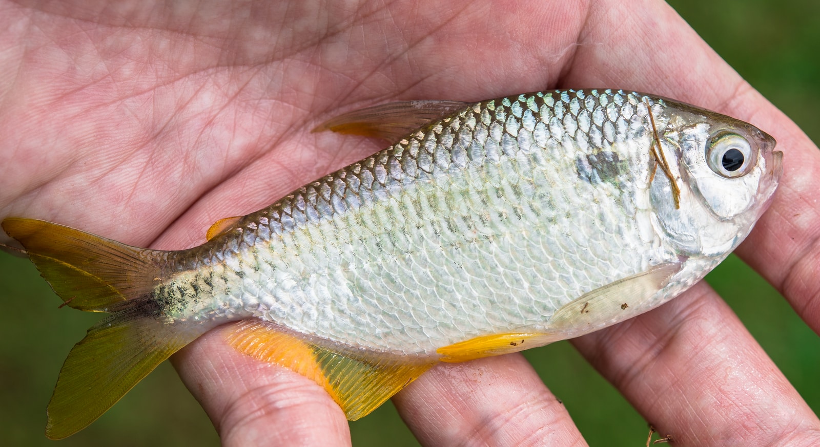 Lambari: como criar essa espécie de peixe em cativeiro - MF Magazine