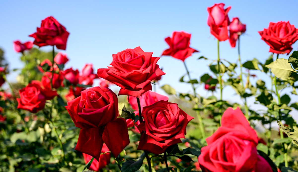 Roseiras: aprenda a cuidar corretamente