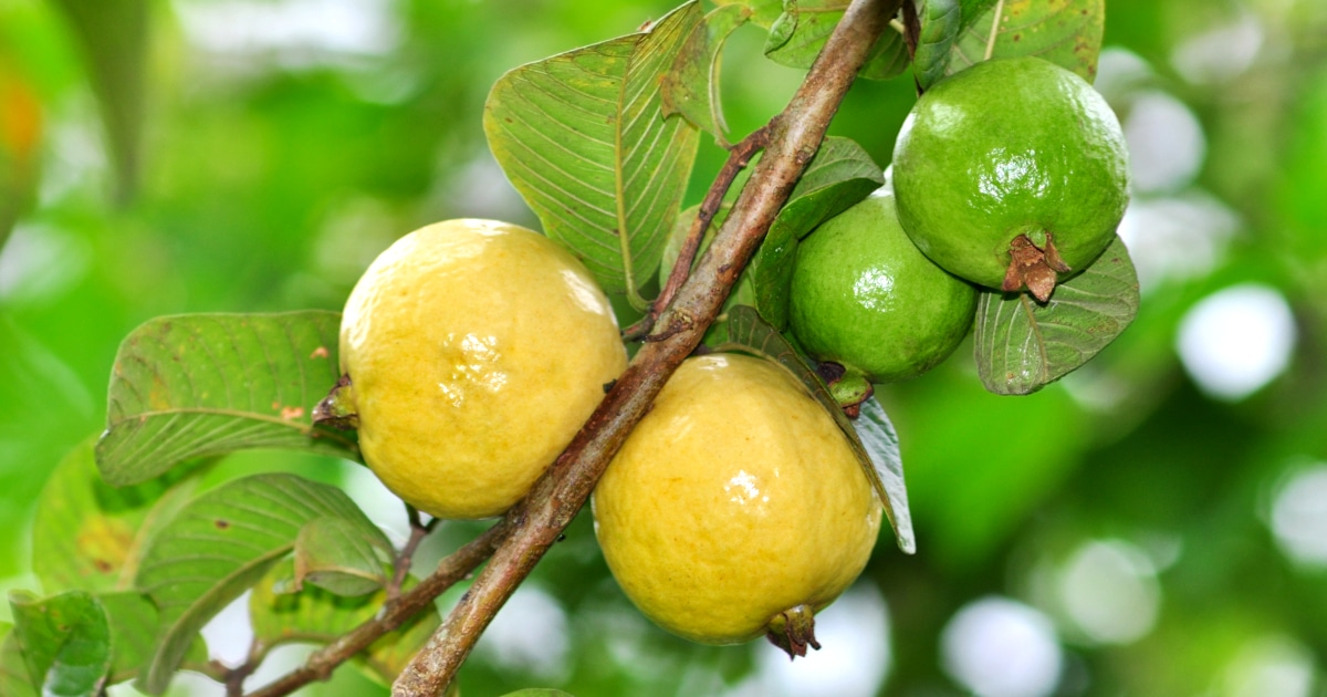 Goiaba: saiba como plantar