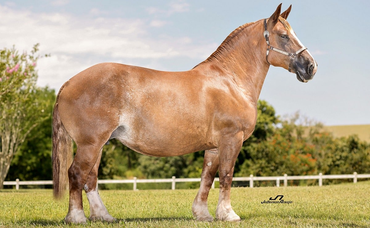 Cavalo De Tracao Irlandes