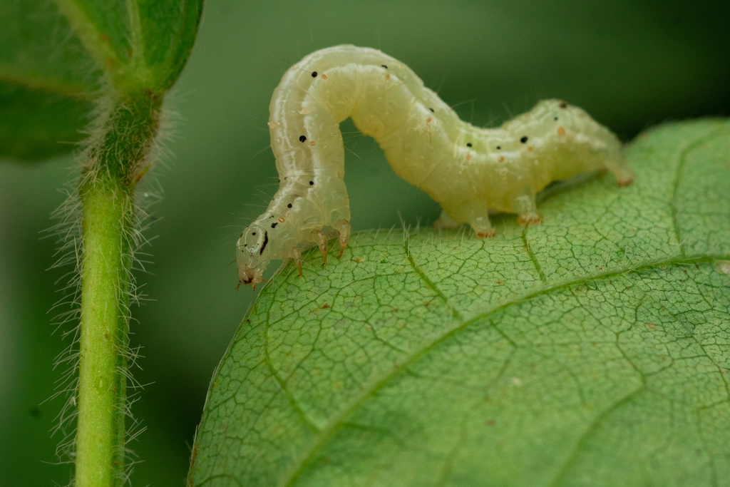 Tipos De Lagarta Difusa