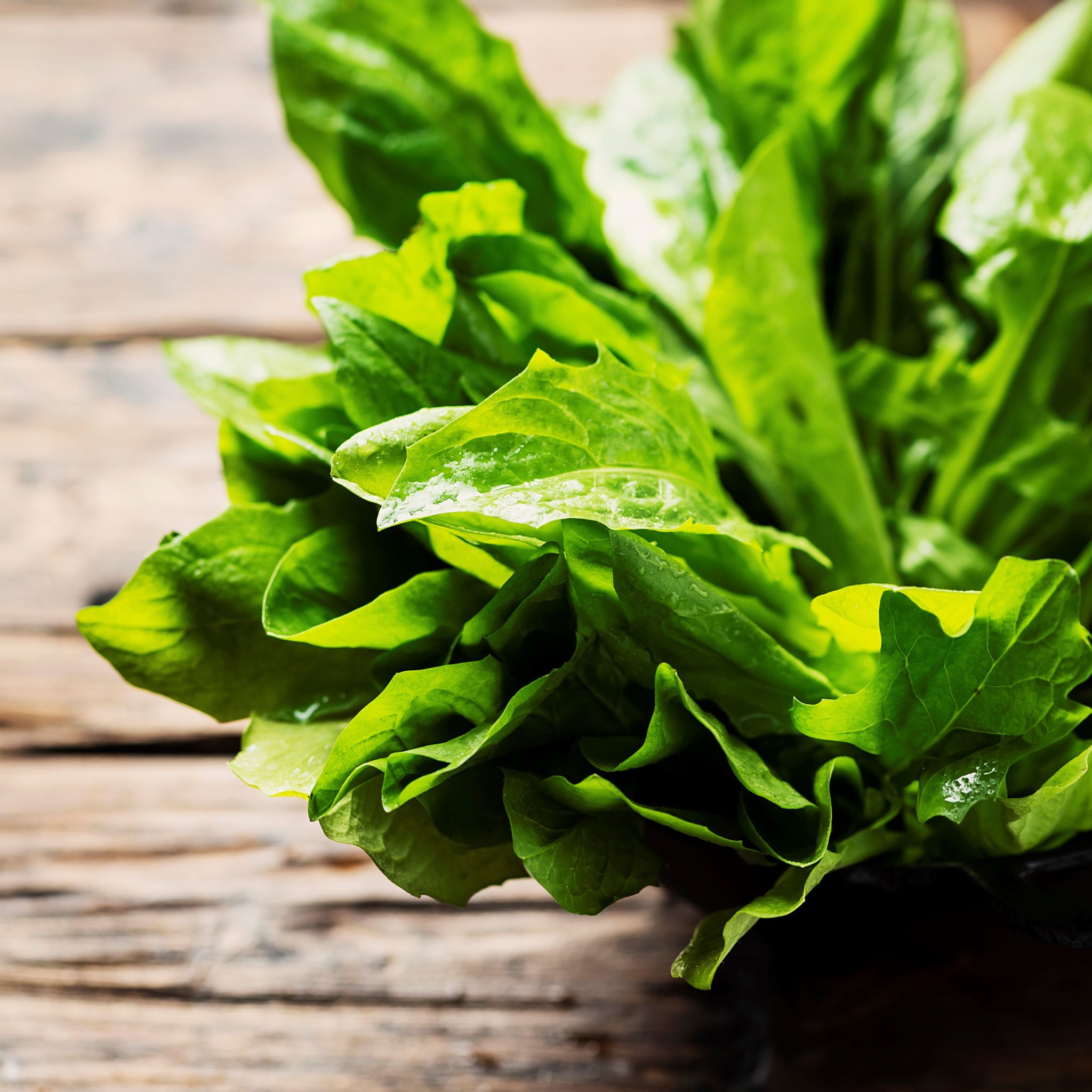 Chicória: dicas de cultivo, benefícios e utilização na culinária