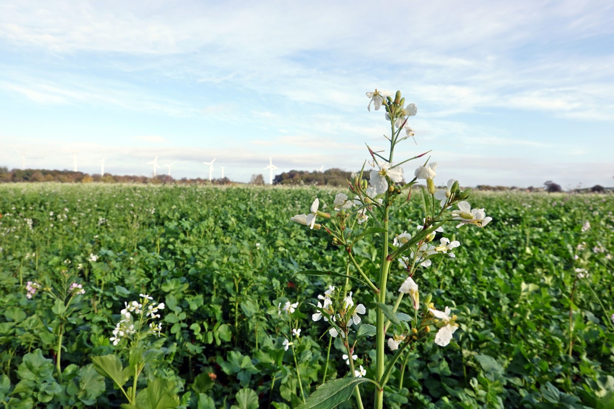 Nabo-forrageiro: aspecto de cultivo, utilização e benefícios